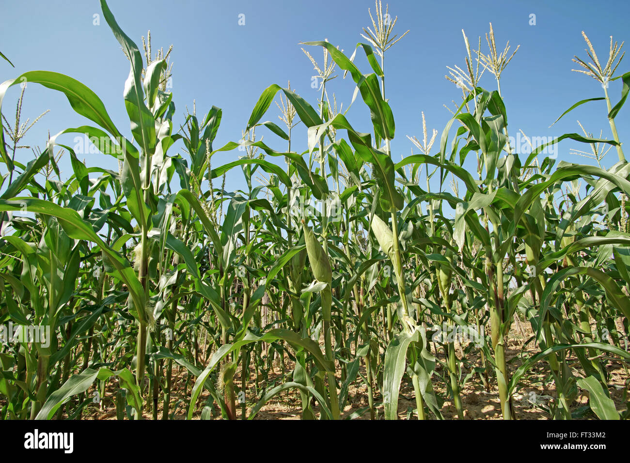 sweet corns in organic farm ready to harvest Stock Photo - Alamy