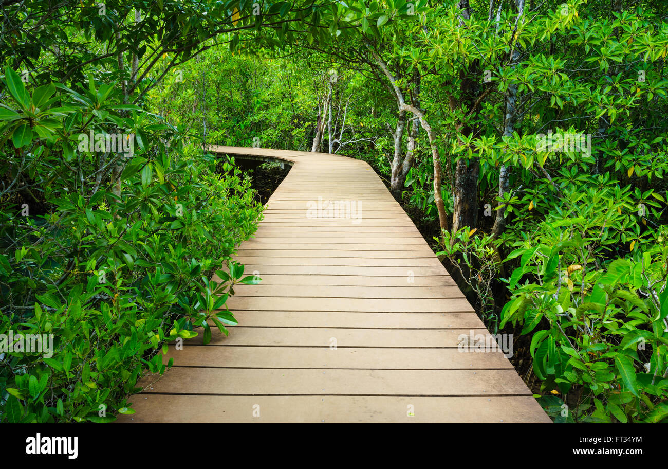 Wooden bridge to the jungle, Tha pom mangrove forest, Krabi,Thailand ...