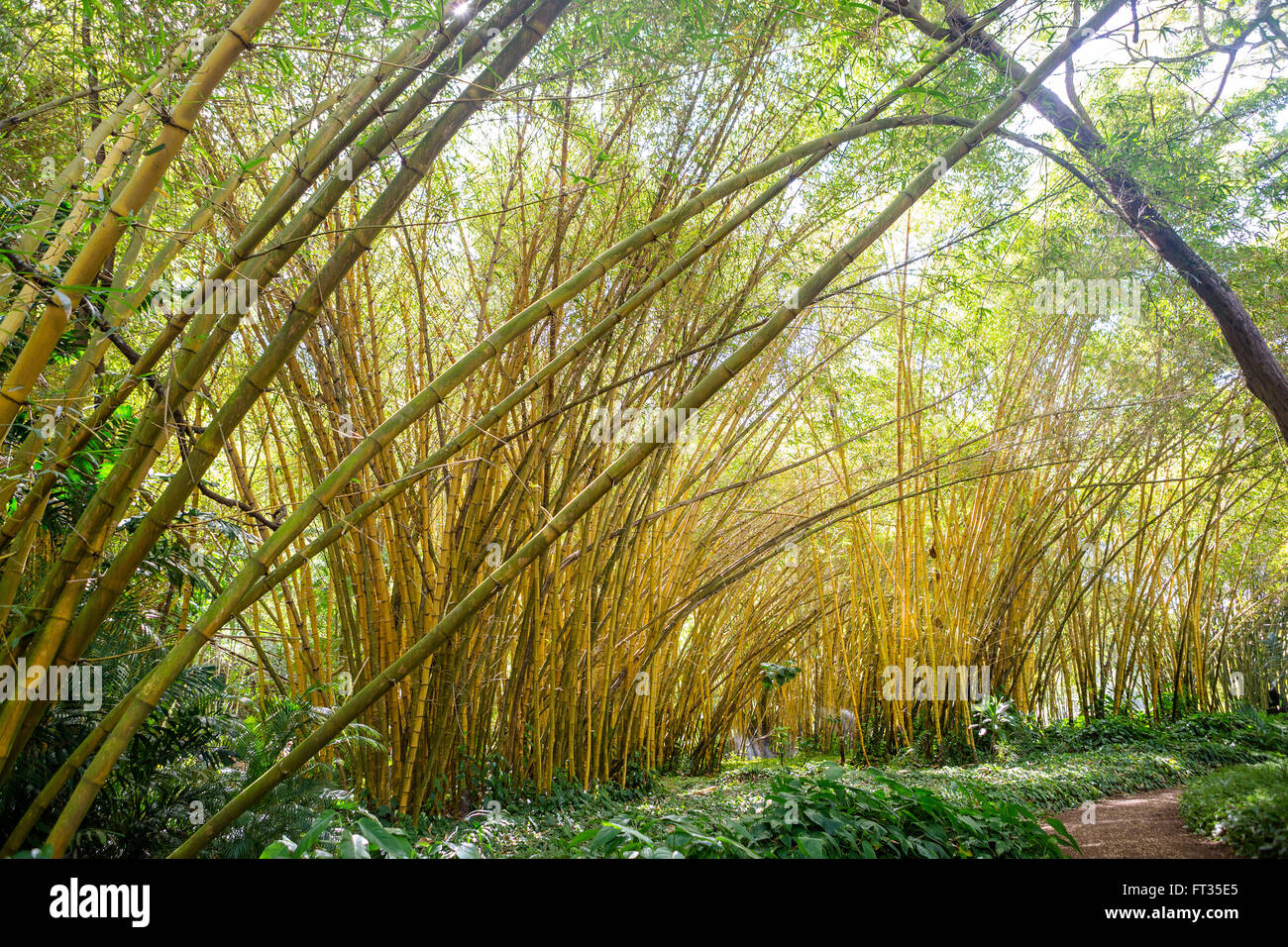 Native plant hi hi-res stock photography and images - Alamy