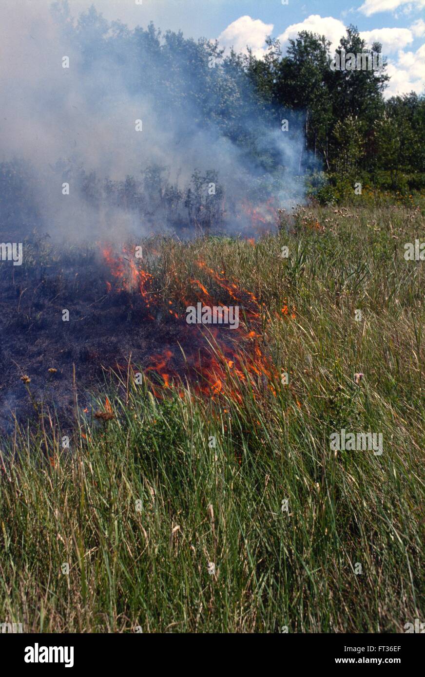 Forest and grass fire burns along a ditch in central Minnesota, USA ...
