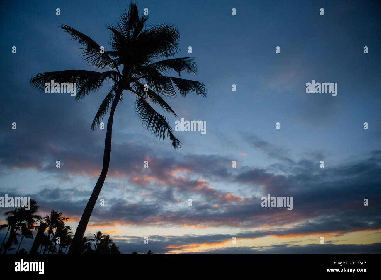 Early morning sunrise with palm tree Stock Photo - Alamy