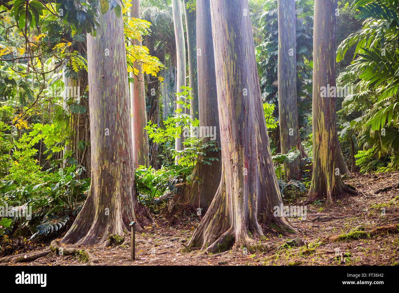 eucalyptus rainbow tree trunks Stock Photo - Alamy