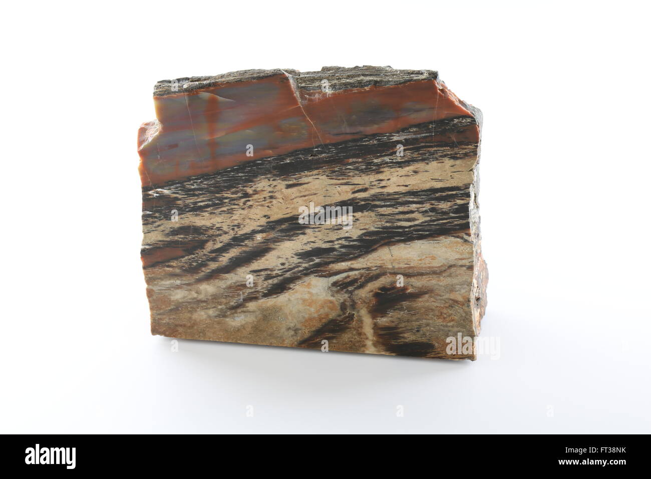 Mineralized tree hi-res stock photography and images - Alamy