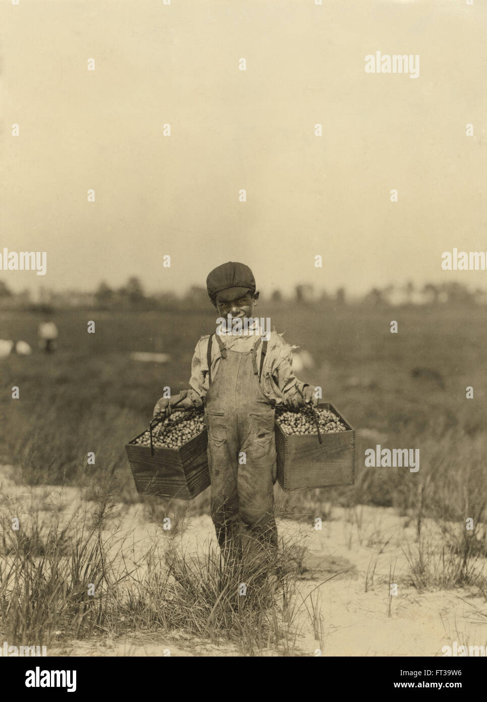 Young Boy Carrying Cranberries at Cranberry Farm, Browns Mills, New ...