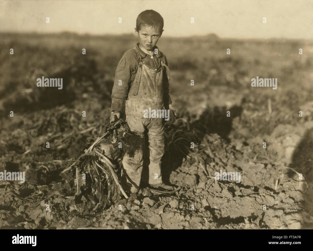 Portrait of 6-year-old Boy Pulling Beets on Parent's Farm, Sterling ...