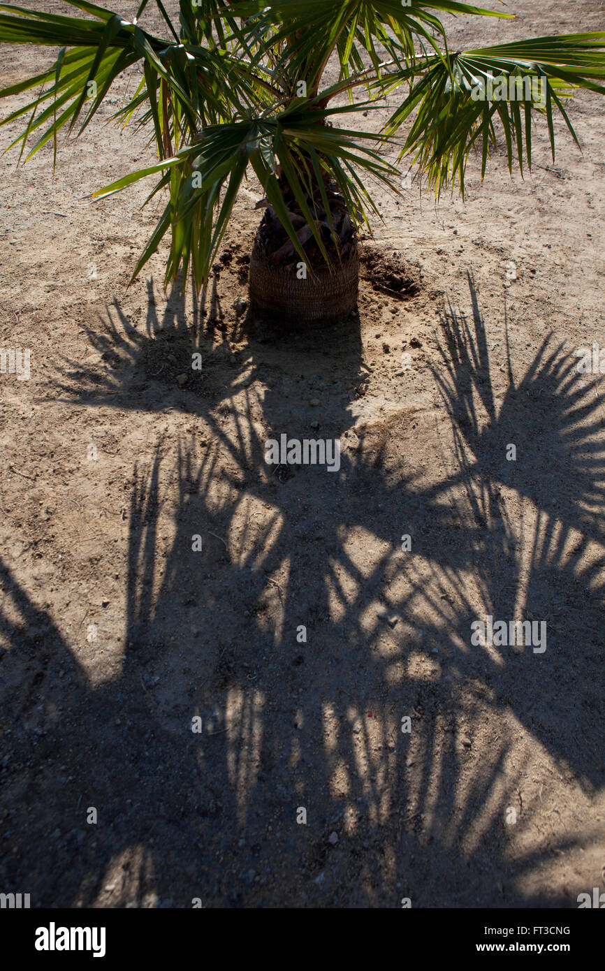 A samll palm tree casts spiky shadows of its palm leaves across the ...