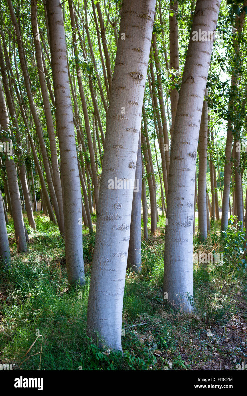 Grove of tall straight silver barked trees in Spain Stock Photo - Alamy