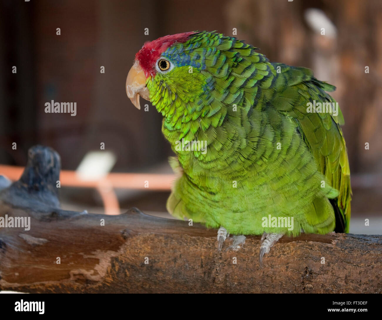 A green parrot sitting on a branch Stock Photo - Alamy
