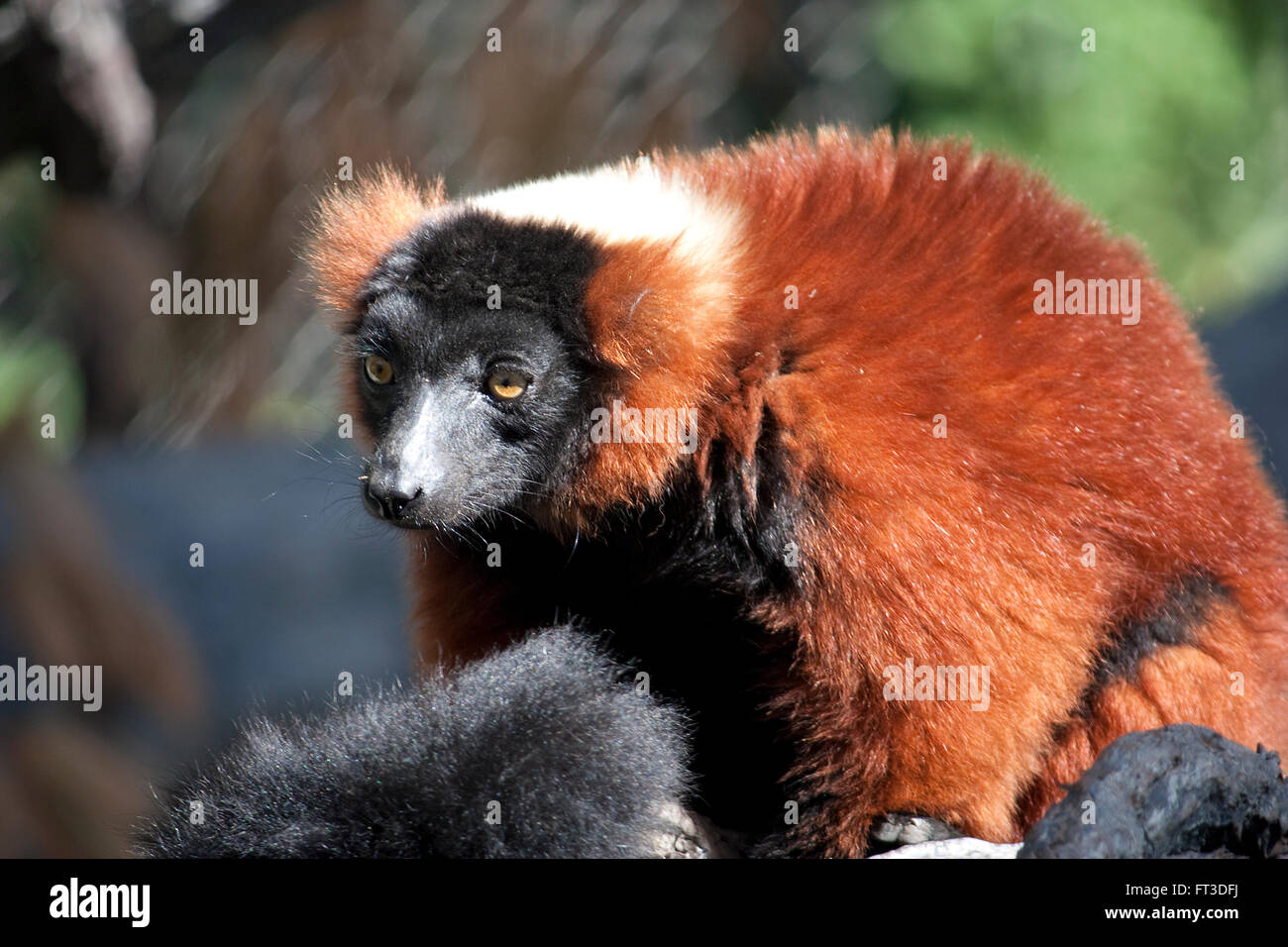 A red ruffed lemur at the zoo Stock Photo - Alamy