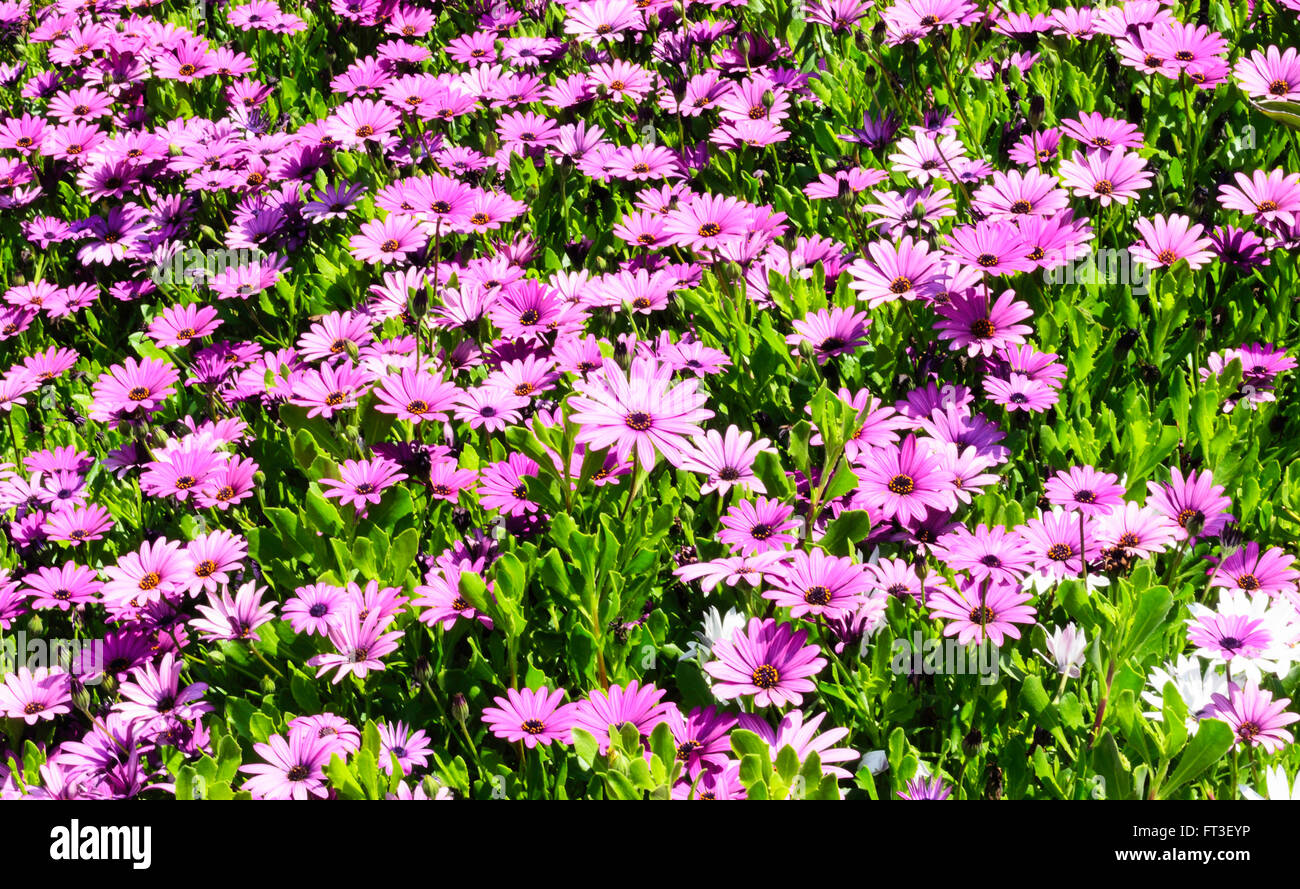 Flower field carlsbad hi-res stock photography and images - Alamy