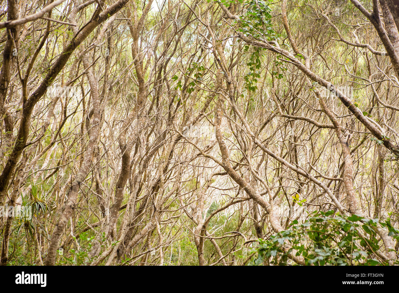 Forest of thin tree branches Stock Photo - Alamy