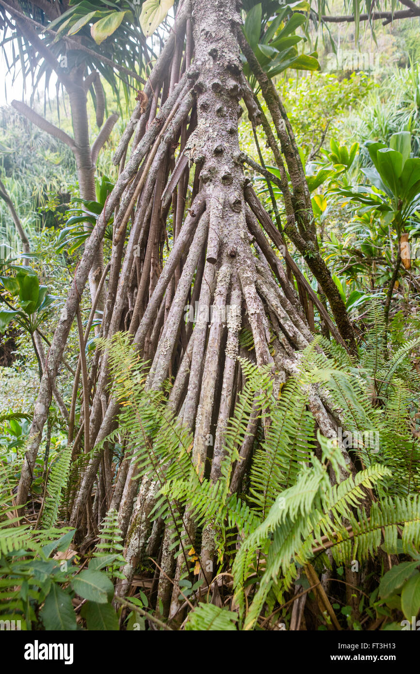 Hala plant hi-res stock photography and images - Alamy