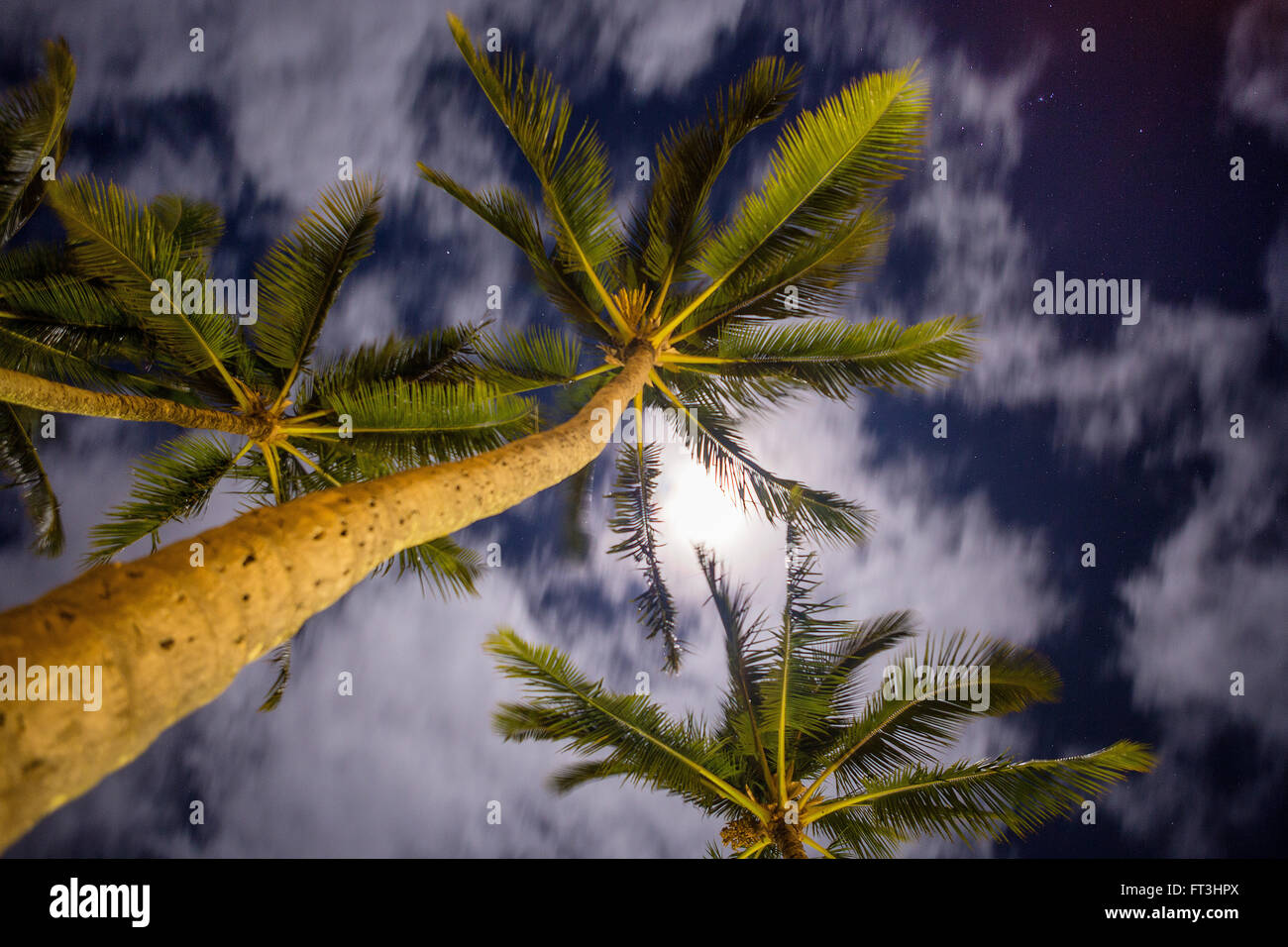 Palm trees at night with stars and moving clouds Stock Photo - Alamy