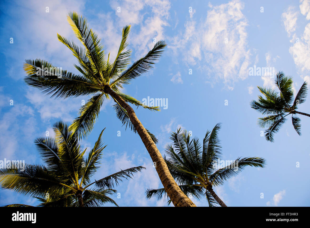 Palm trees from below under blue sky Stock Photo - Alamy