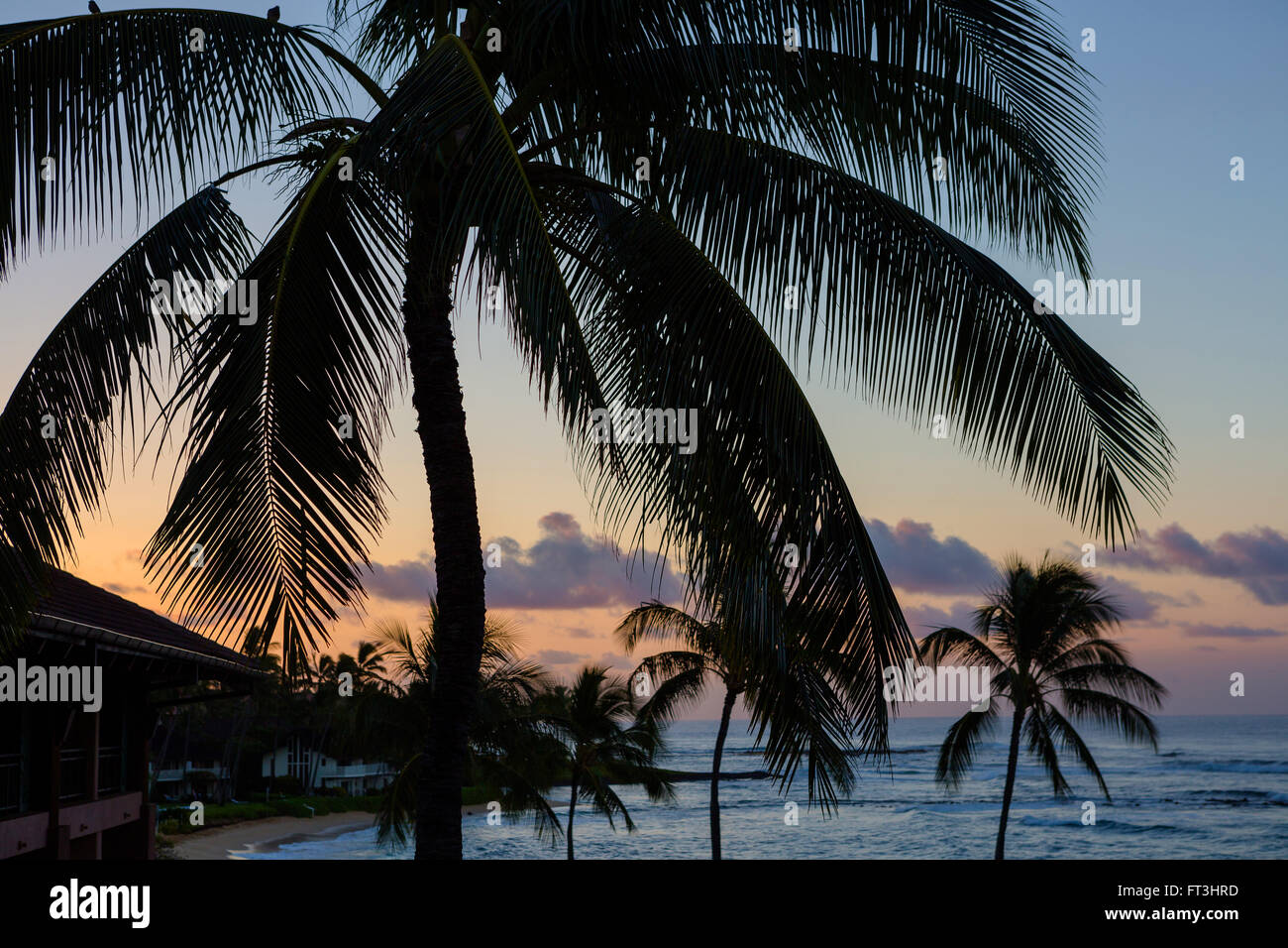 Palm trees over balcony Stock Photo - Alamy