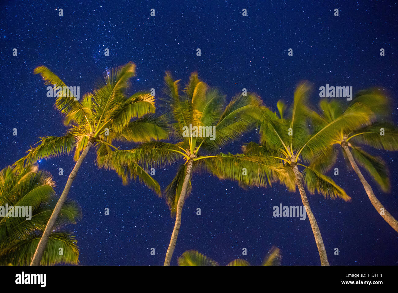 Palm trees under stars on a clear night Stock Photo - Alamy