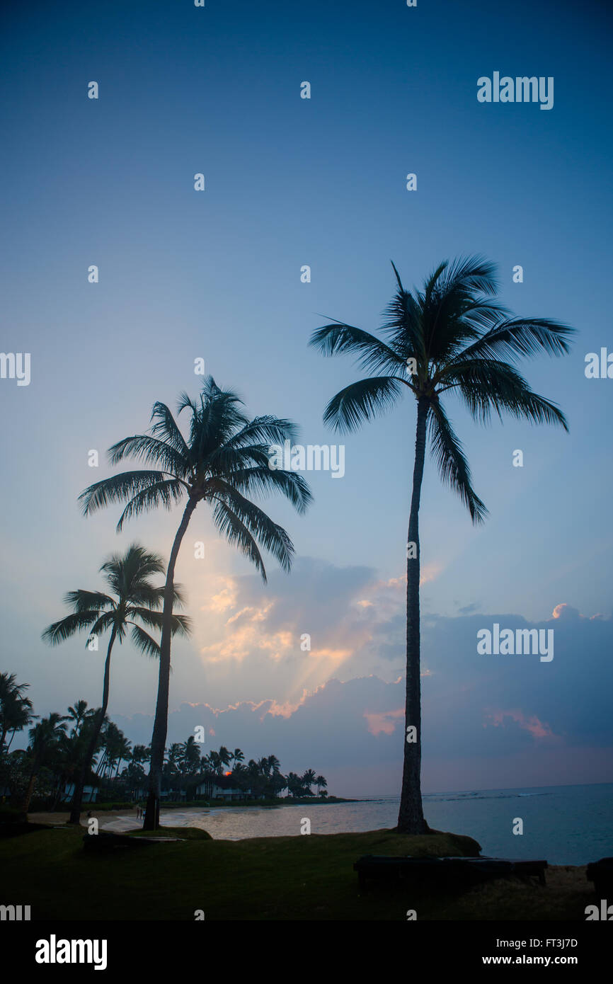 Sunrise with palm trees hi-res stock photography and images - Alamy