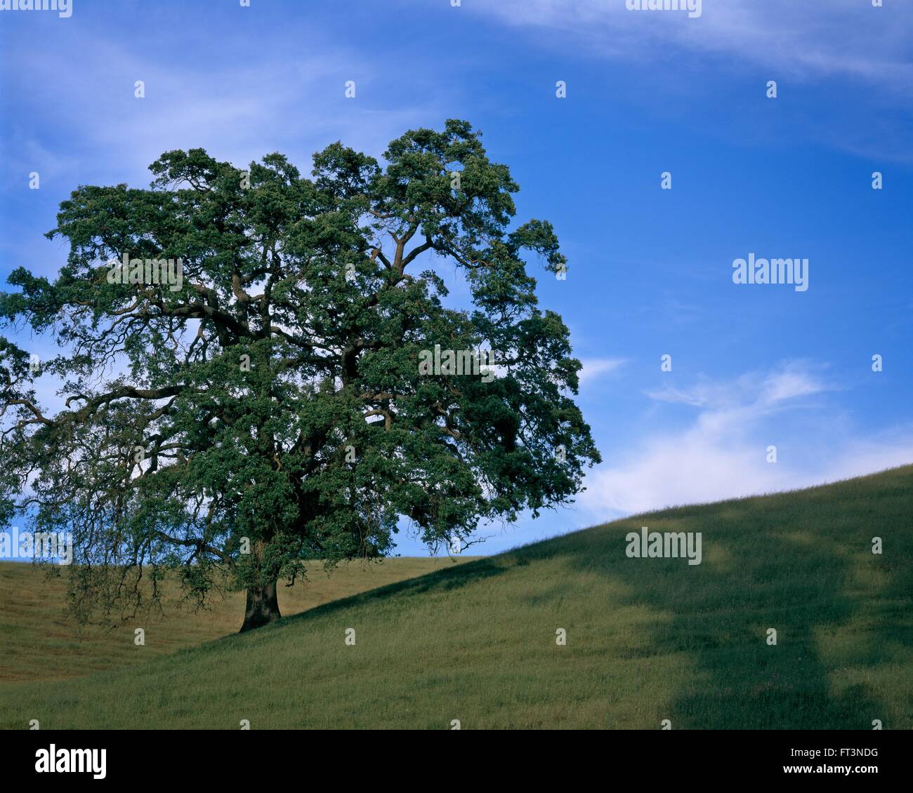 San ramon, ca hi-res stock photography and images - Alamy