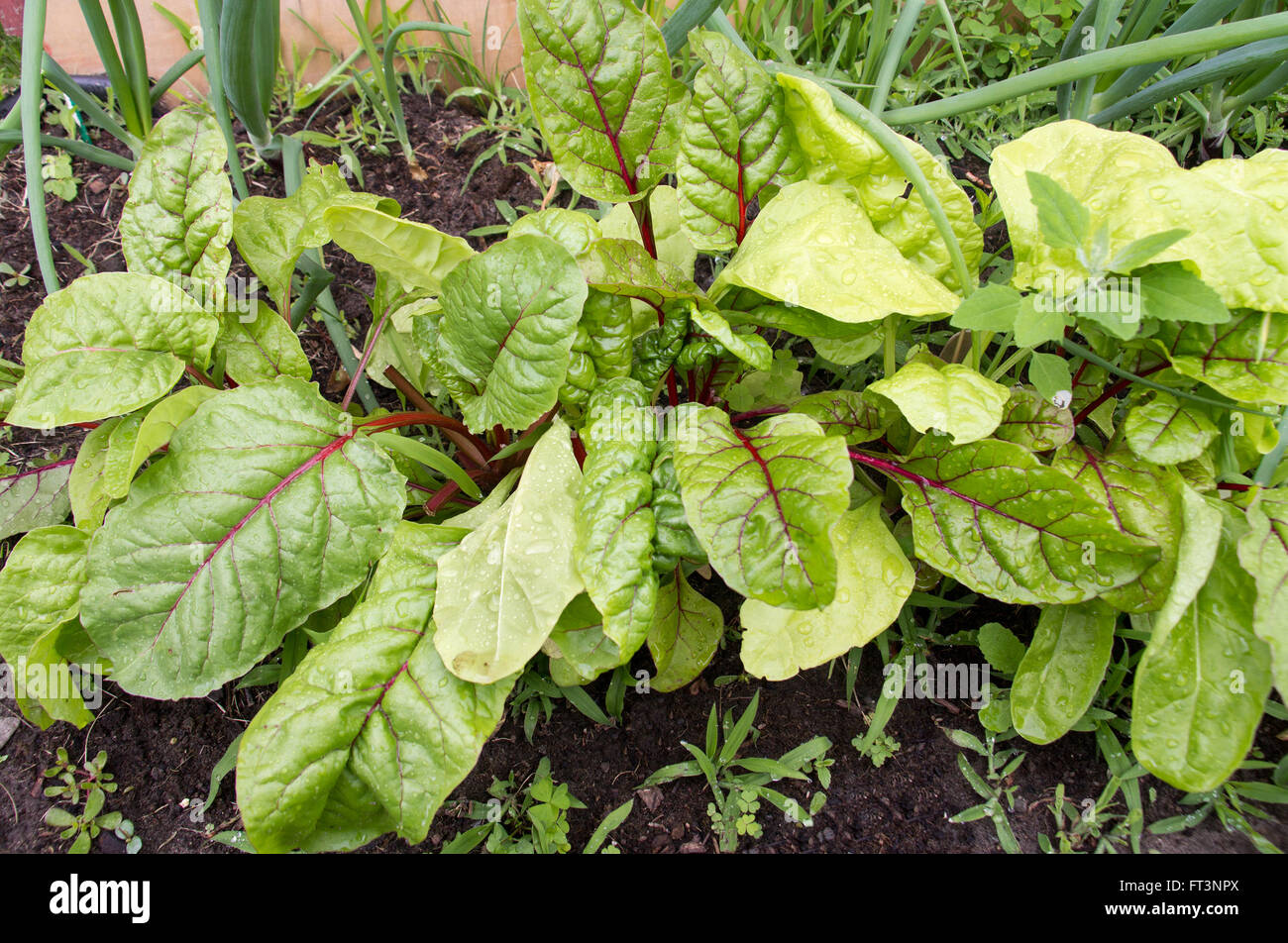 Ruby chard garden hi-res stock photography and images - Alamy