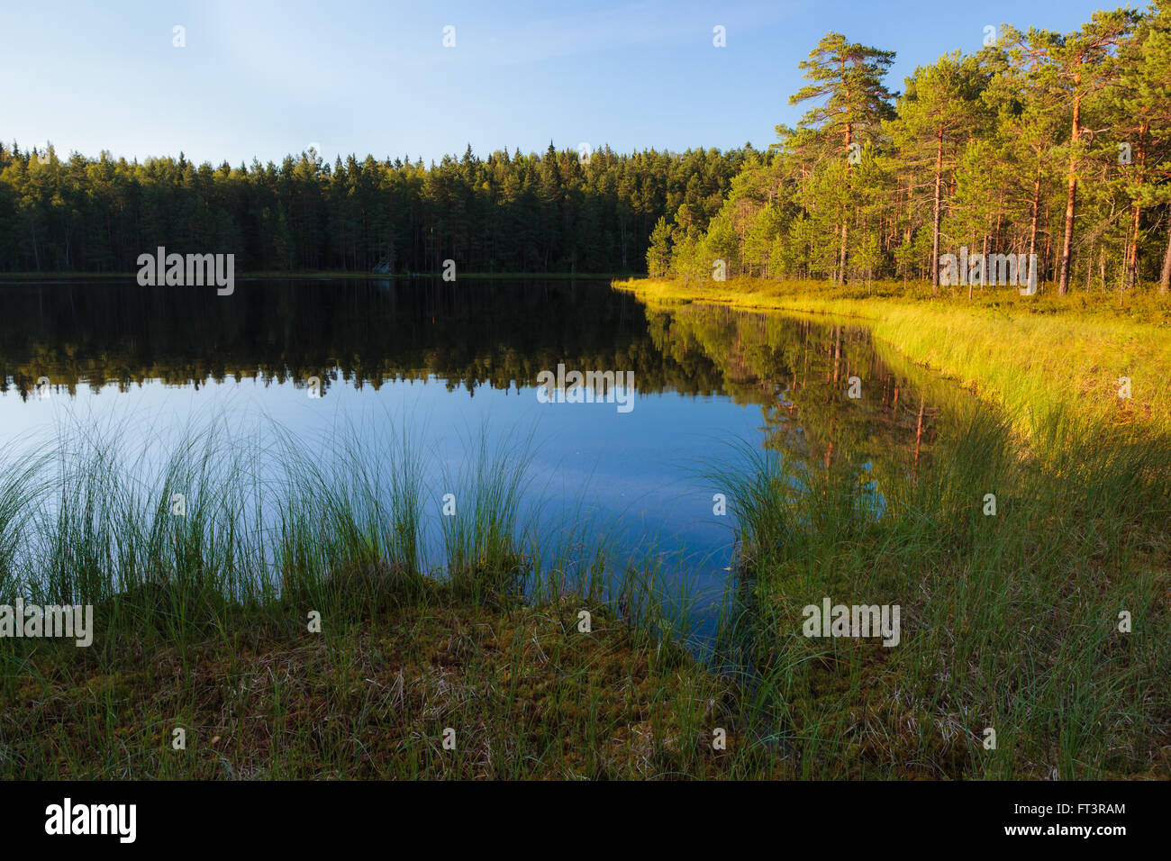 Serene morning at forest pond Stock Photo - Alamy