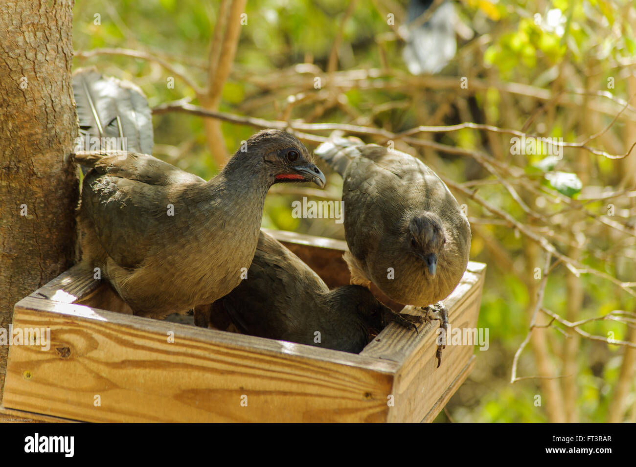 Plain Chachalaca congregation in the food box Stock Photo - Alamy