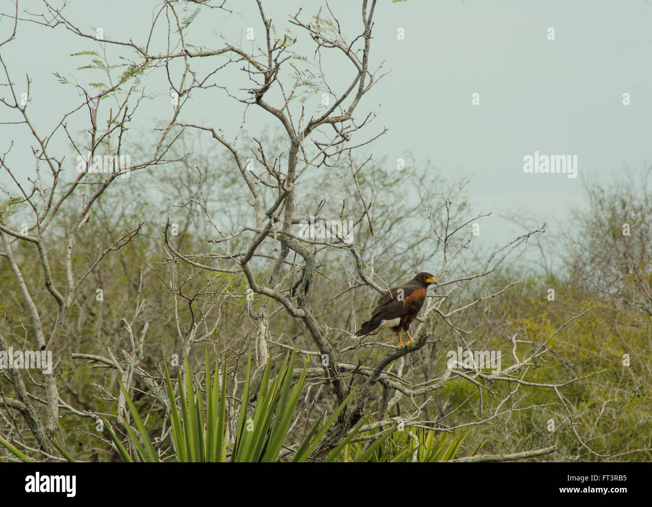 Harris hawk habitat hi-res stock photography and images - Alamy