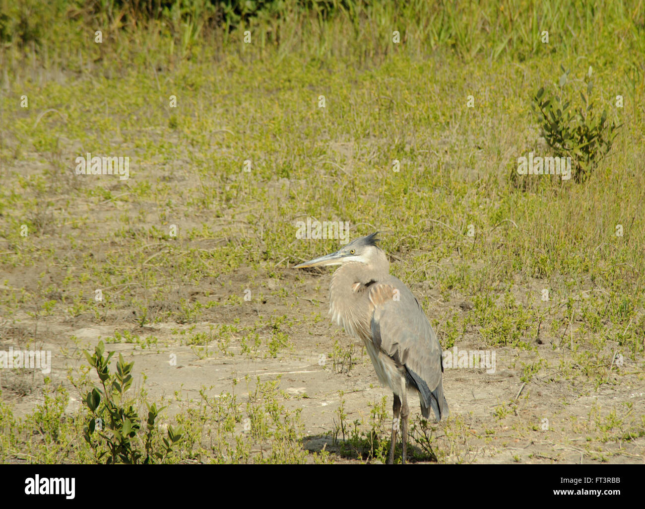 Great Blue Heron at rest Stock Photo - Alamy