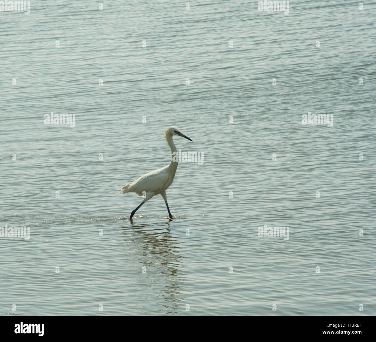Begins dance hi-res stock photography and images - Alamy