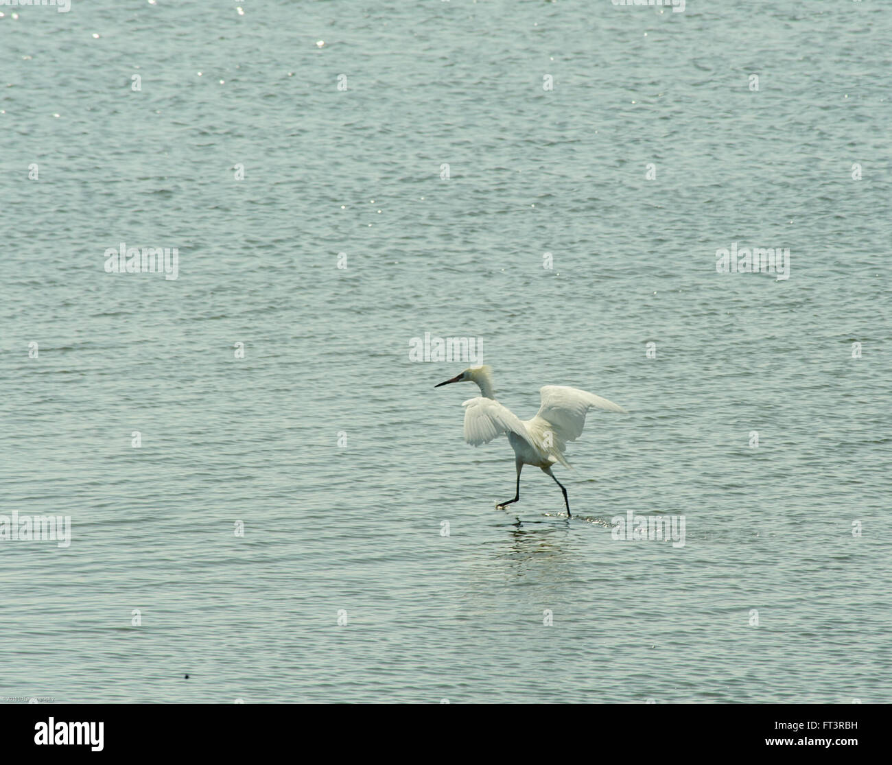 Reddish Heron hunting dance 3 Stock Photo - Alamy