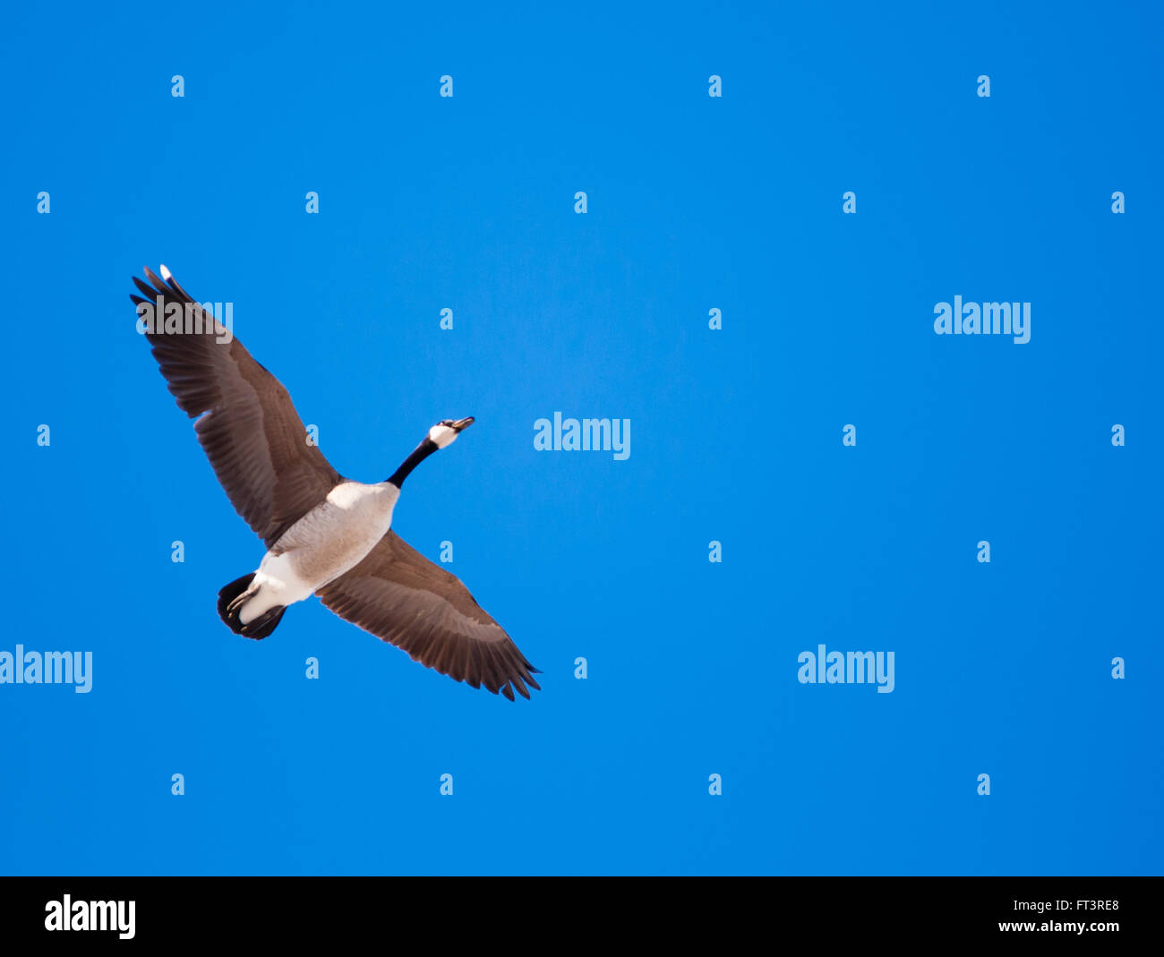 Single Canada Goose flying overhead with wings outstretched against ...