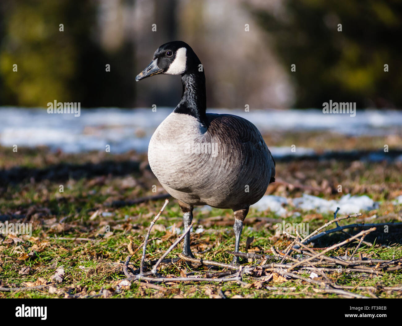 Single Canada Goose standing on partly frozen grass and twigs Stock ...