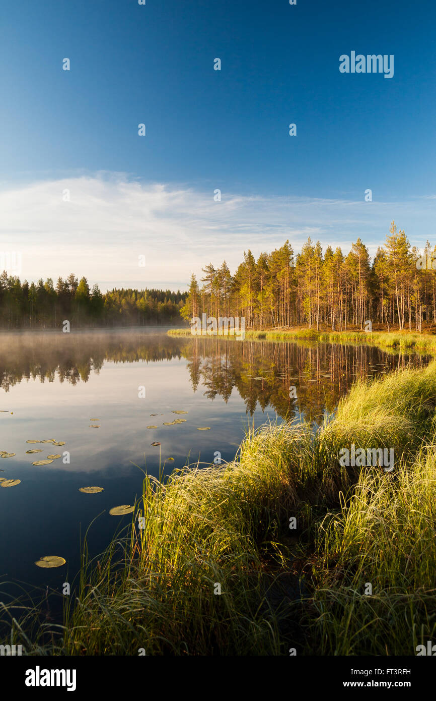 Serene morning at forest pond Stock Photo - Alamy
