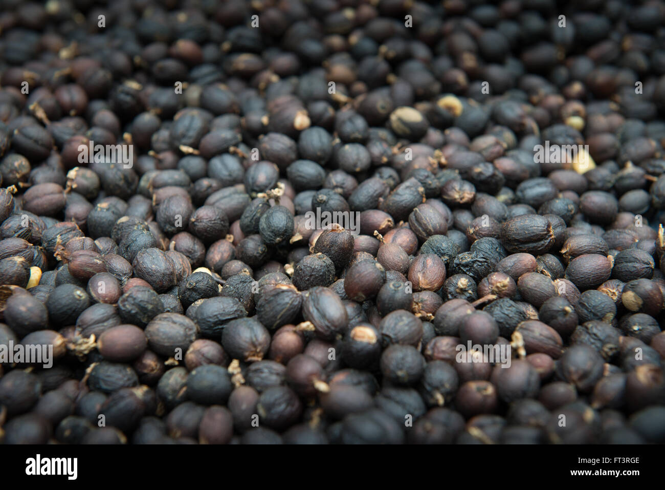 Coffee beans dried in the sun before roast Stock Photo - Alamy
