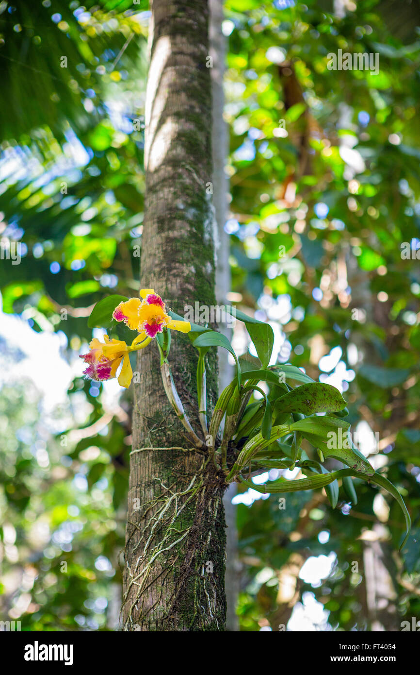 Orchid tree hi-res stock photography and images - Alamy