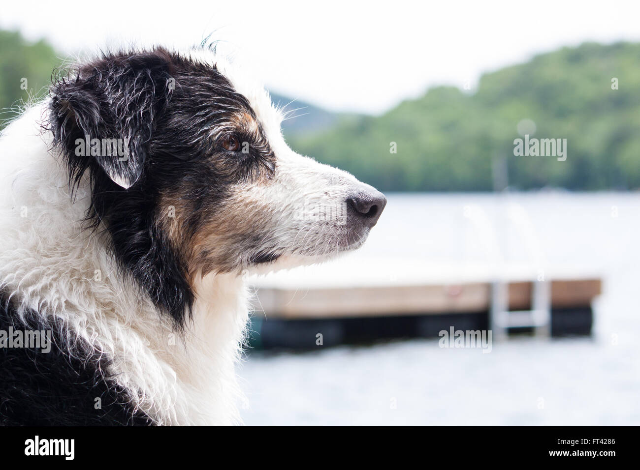 Wet Australian shepherd dog in front of a raft by the lake at the ...