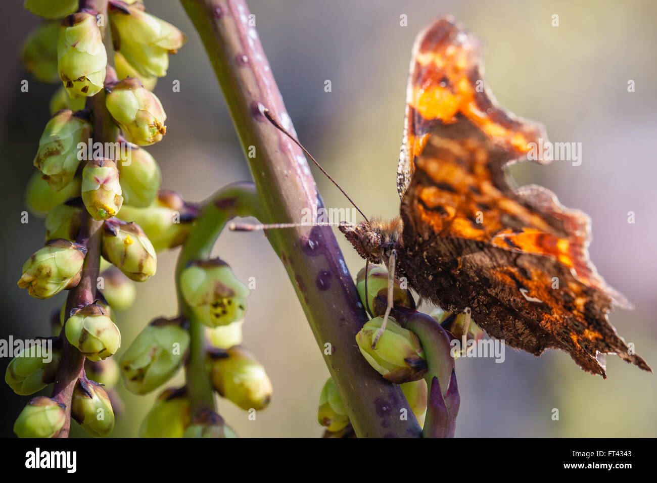 Macro view of an orange butterfly Stock Photo - Alamy