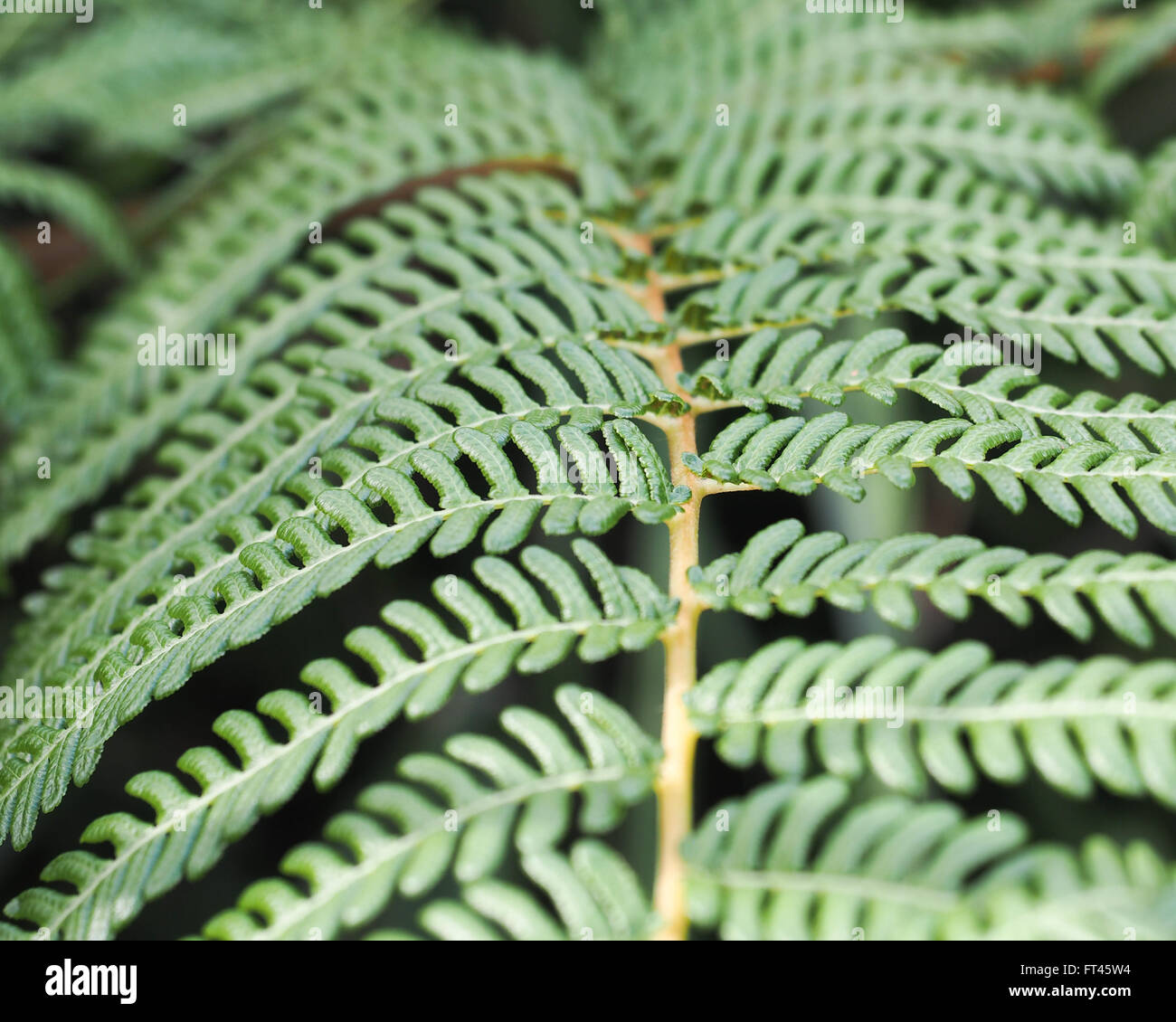 Tree fern fronds hi-res stock photography and images - Alamy