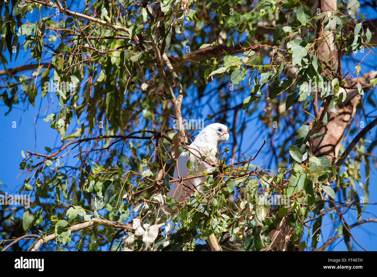 A white Australian corella Licmetis subgenus of white cockatoos (genus ...