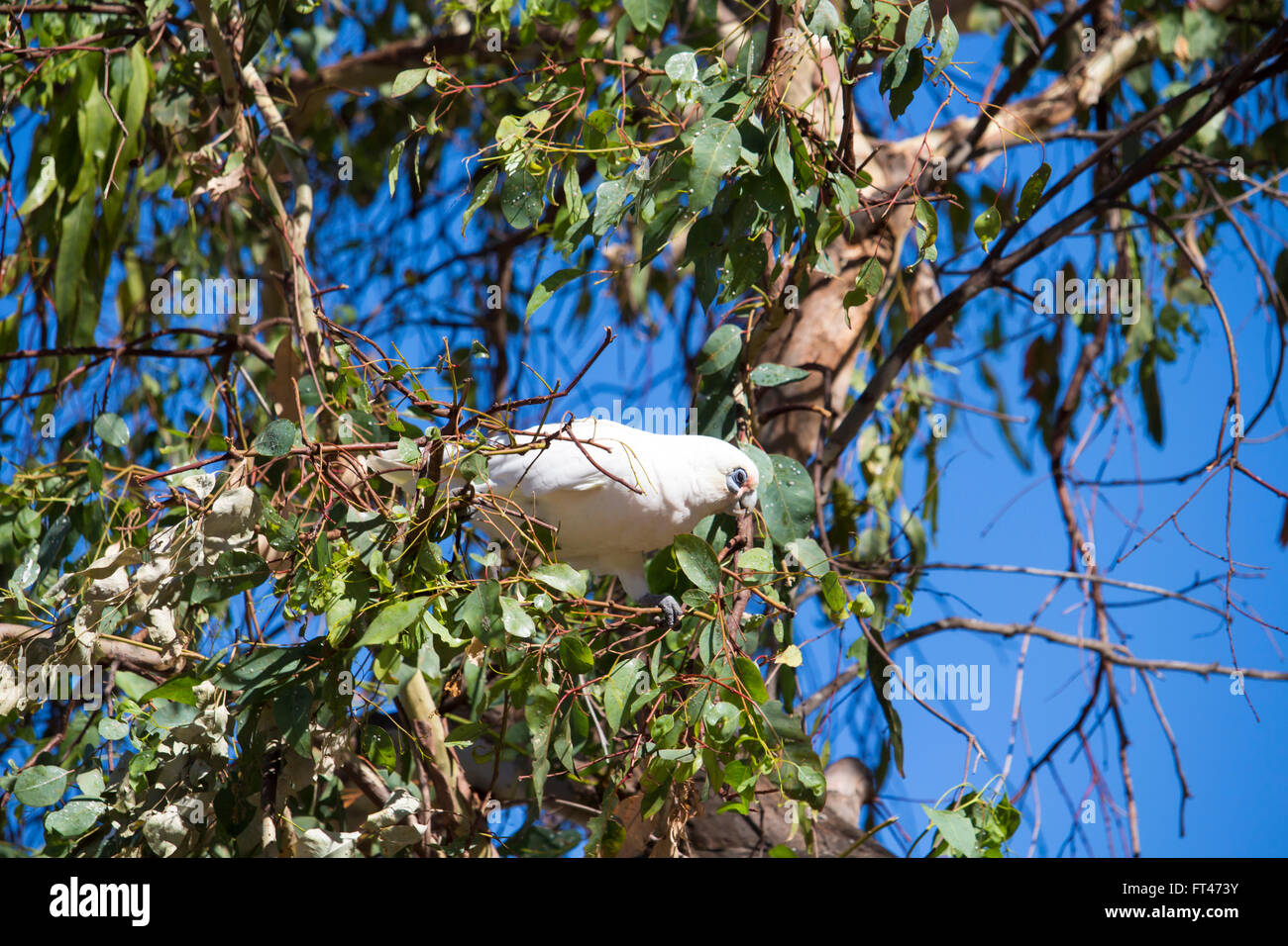 A white Australian corella Licmetis subgenus of white cockatoos (genus ...