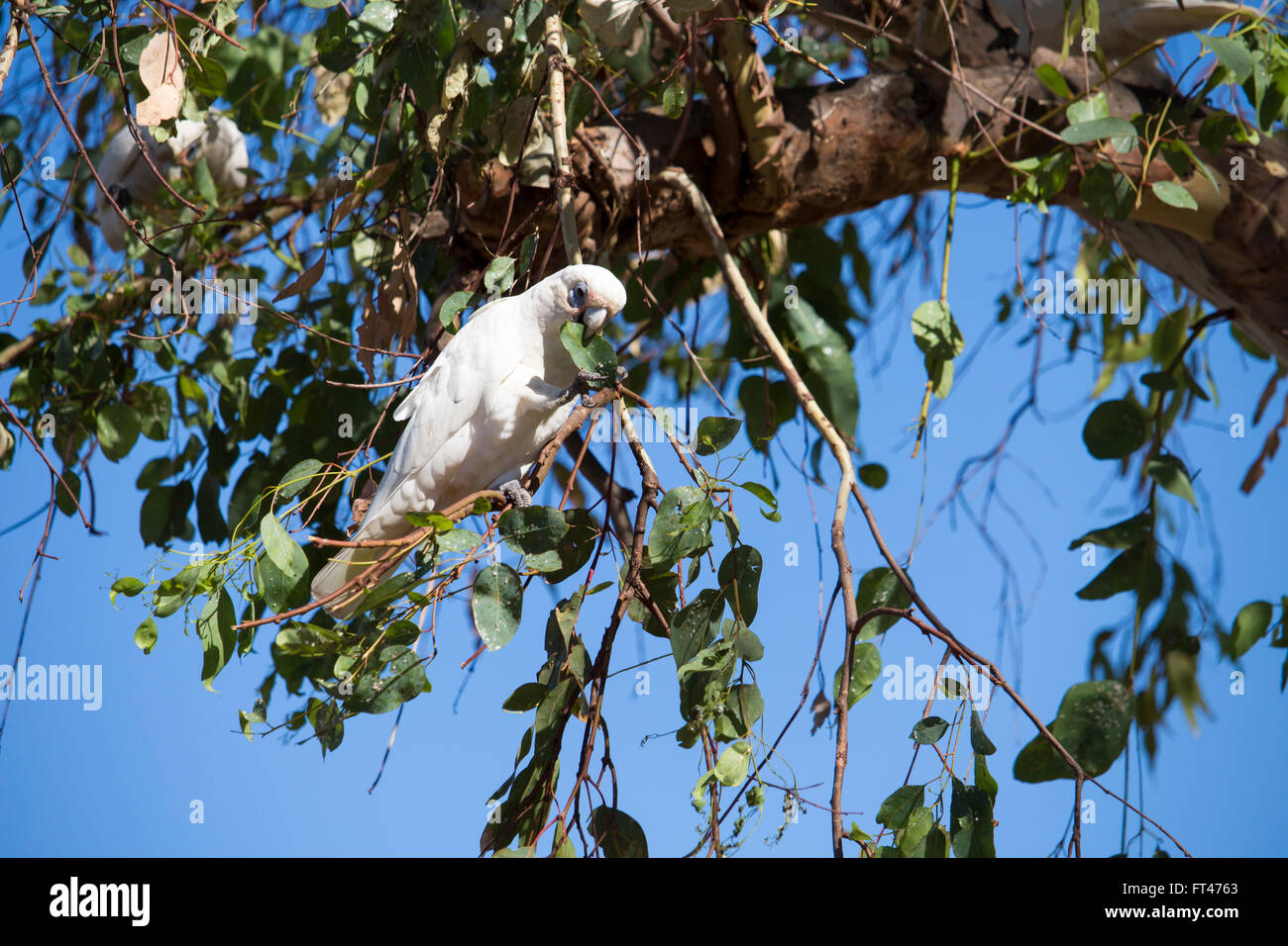 A white Australian corella Licmetis subgenus of white cockatoos (genus ...