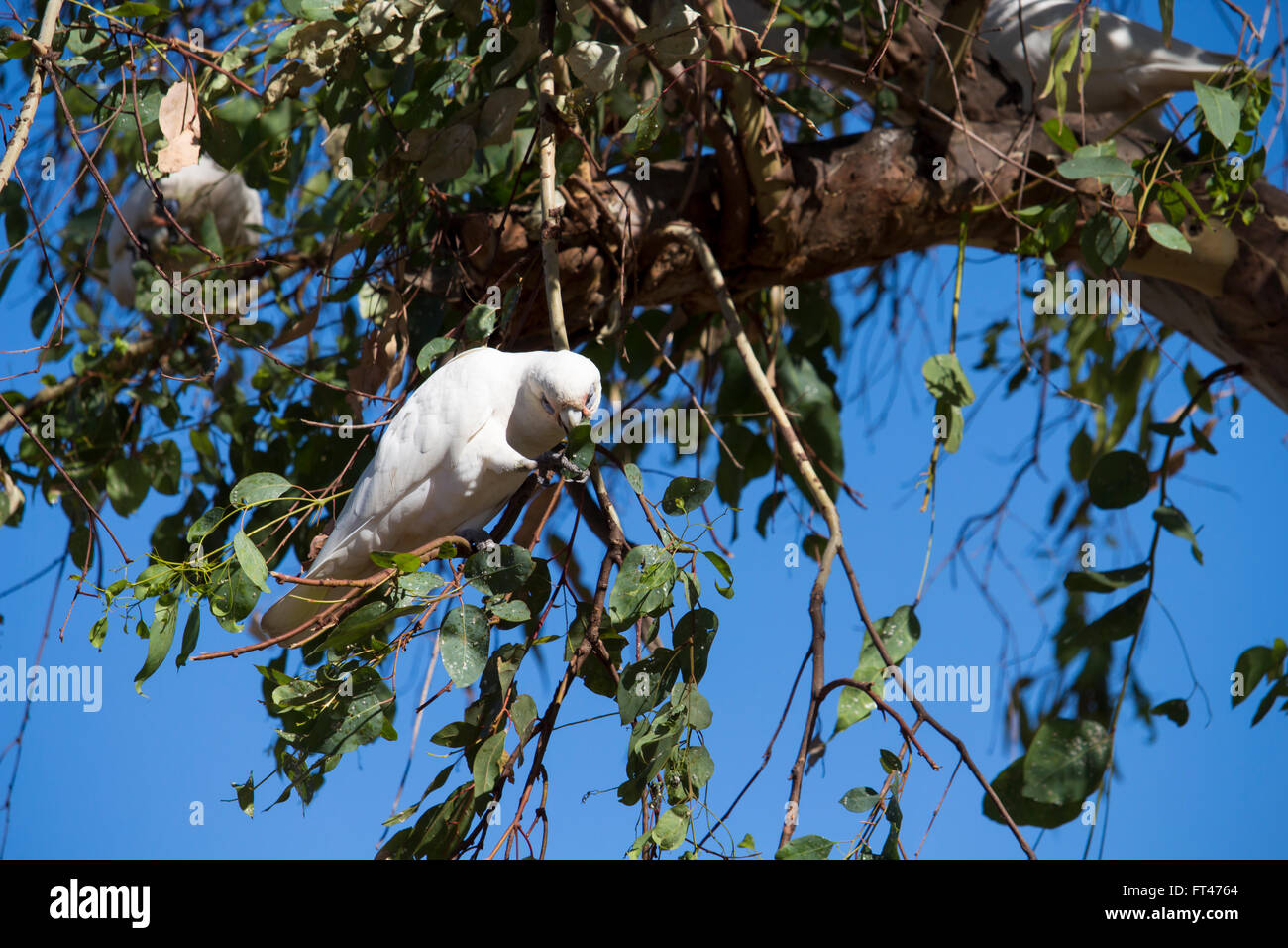 A white Australian corella Licmetis subgenus of white cockatoos (genus ...