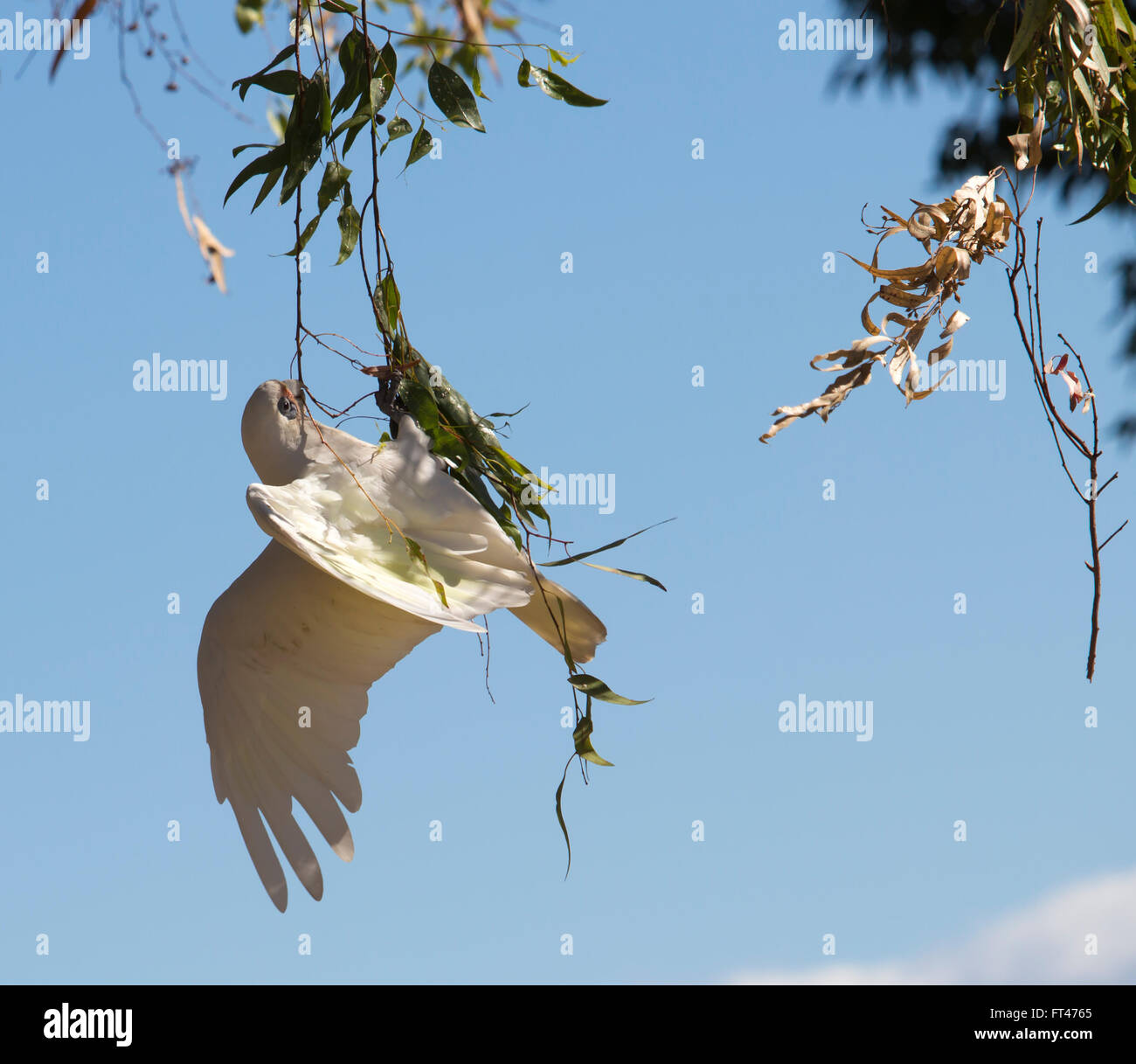 A white Australian corella Licmetis subgenus of white cockatoos (genus ...