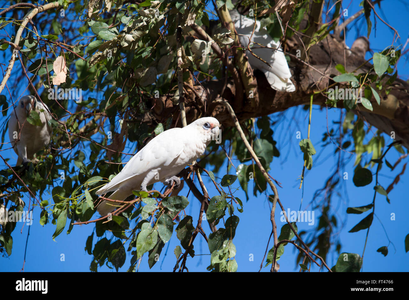 A white Australian corella Licmetis subgenus of white cockatoos (genus ...