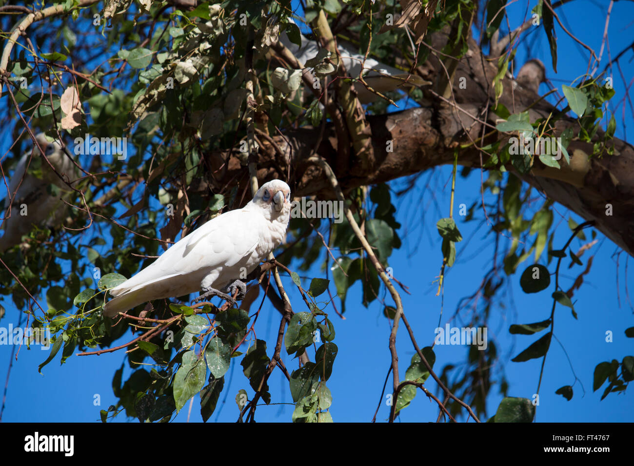 A white Australian corella Licmetis subgenus of white cockatoos (genus ...