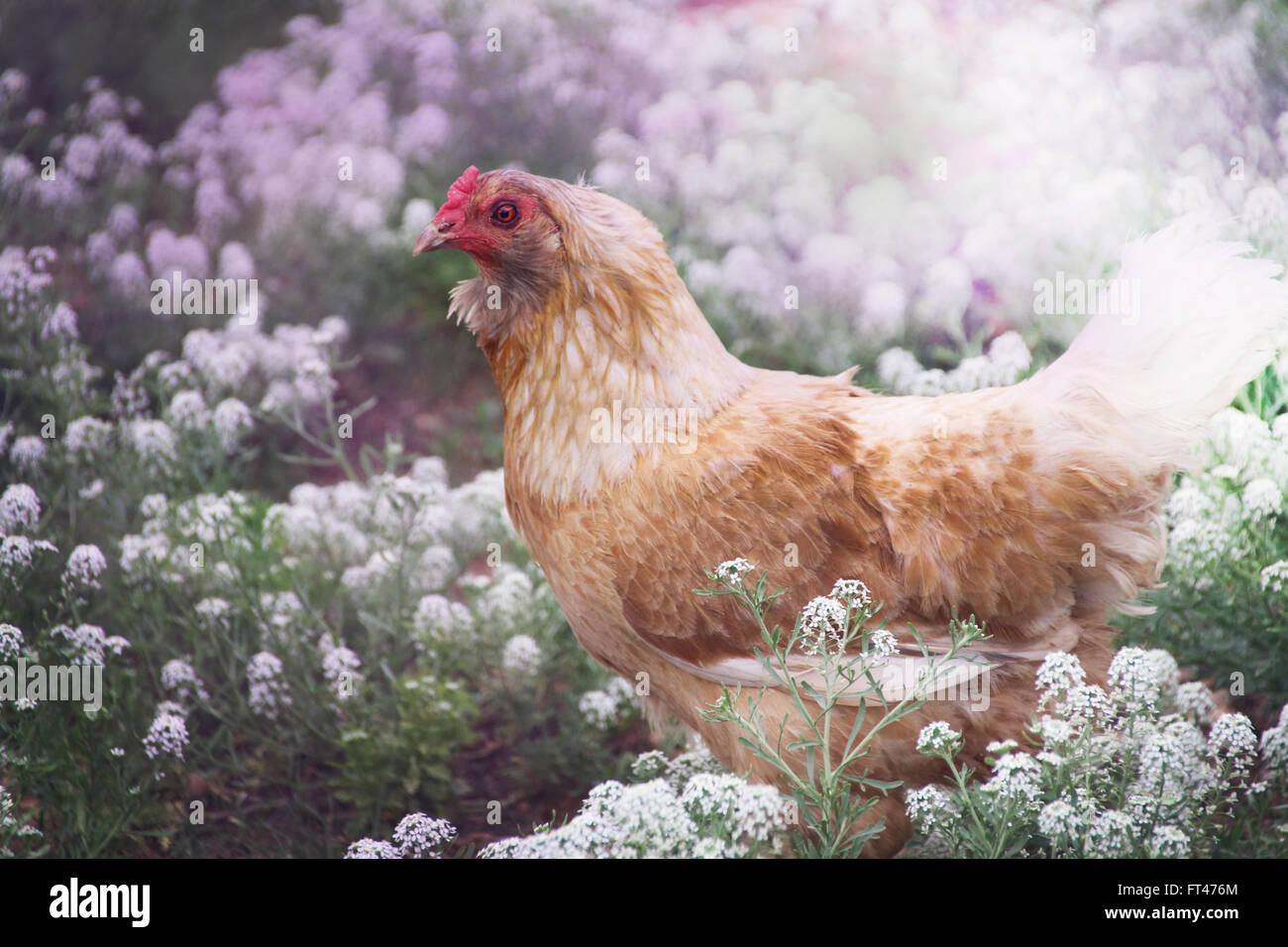 Free Range Chicken in a Field of Wildflowers Stock Photo - Alamy