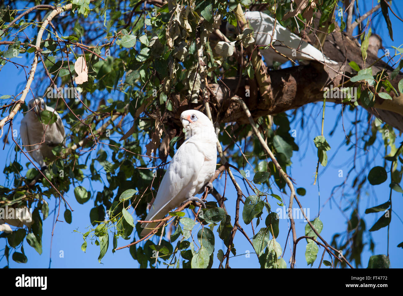 A white Australian corella Licmetis subgenus of white cockatoos (genus ...