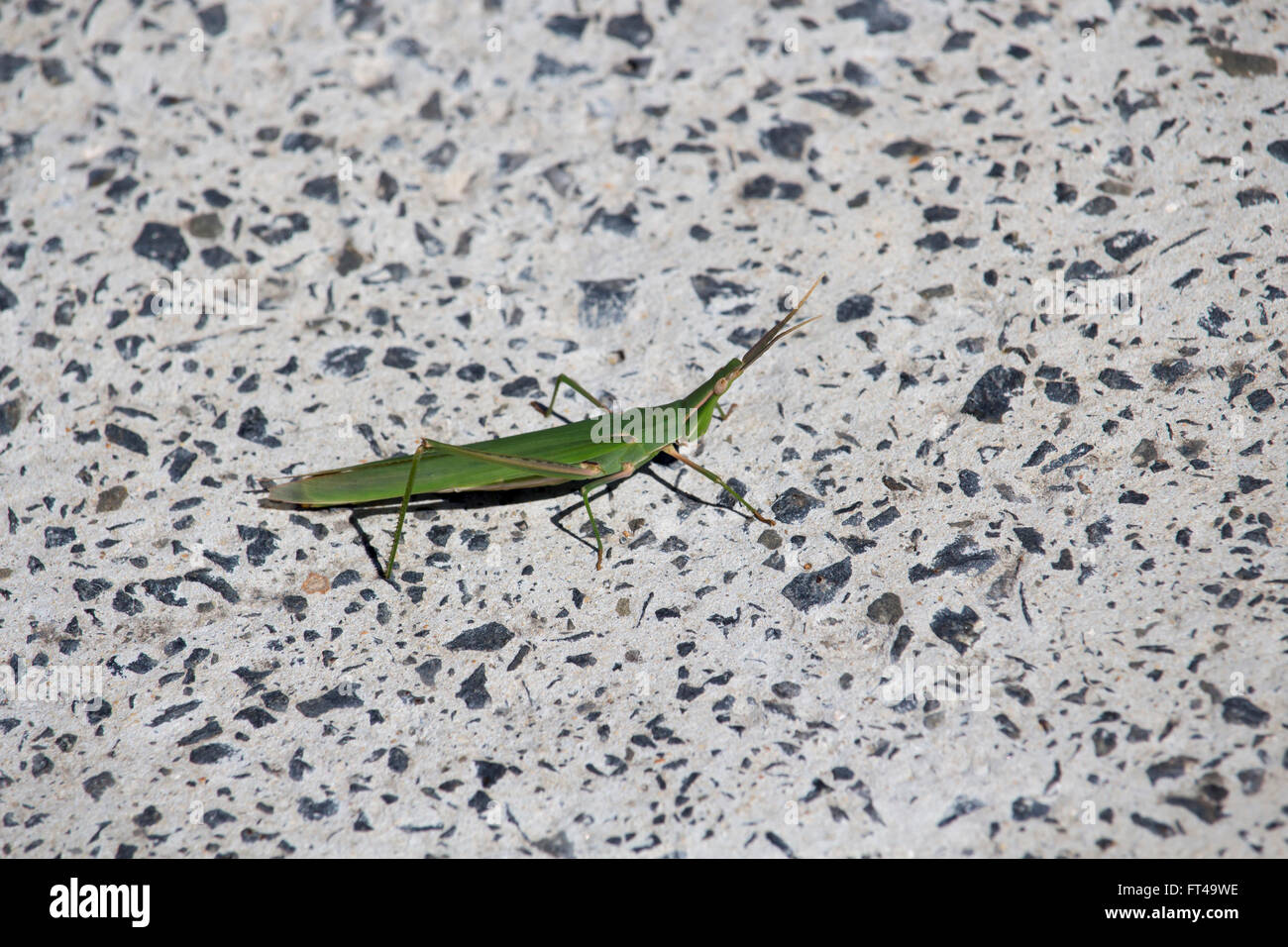 A small male Green Grass Pyrgomorph - Atractomorpha similis or ...
