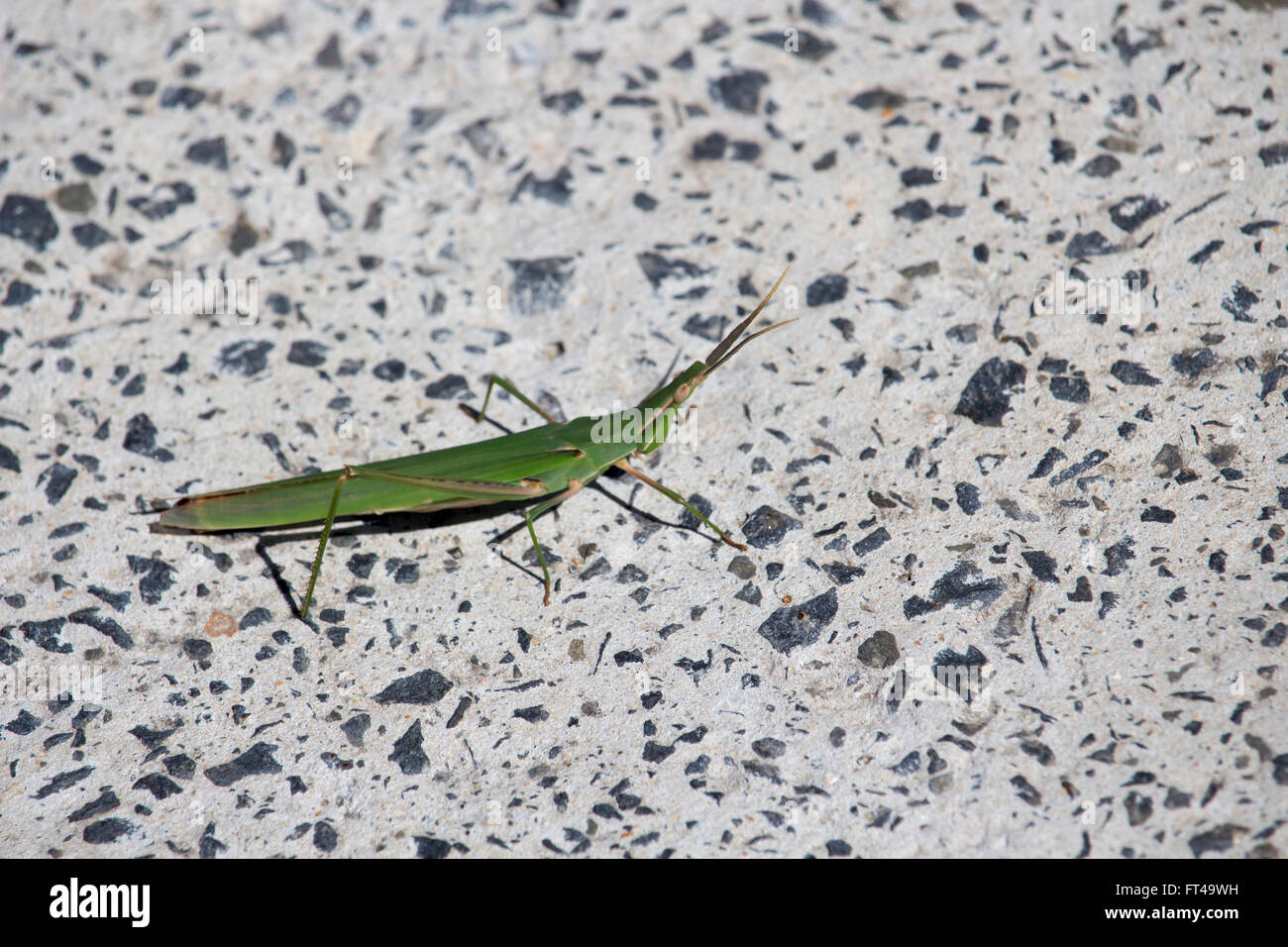 A small male Green Grass Pyrgomorph - Atractomorpha similis or ...