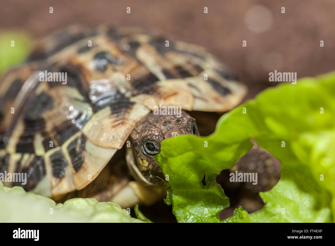 Hermann's tortoise (Testudo hermanni ) Marseille France Stock Photo - Alamy