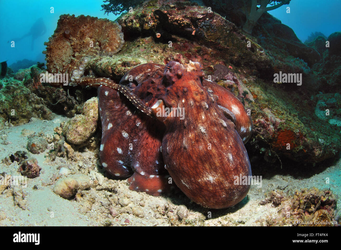Hugging octopuses, silhouette Stock Photo - Alamy
